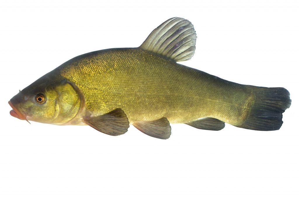 Alla scoperta dei pesci del Lago Maggiore - Globalpesca Spa